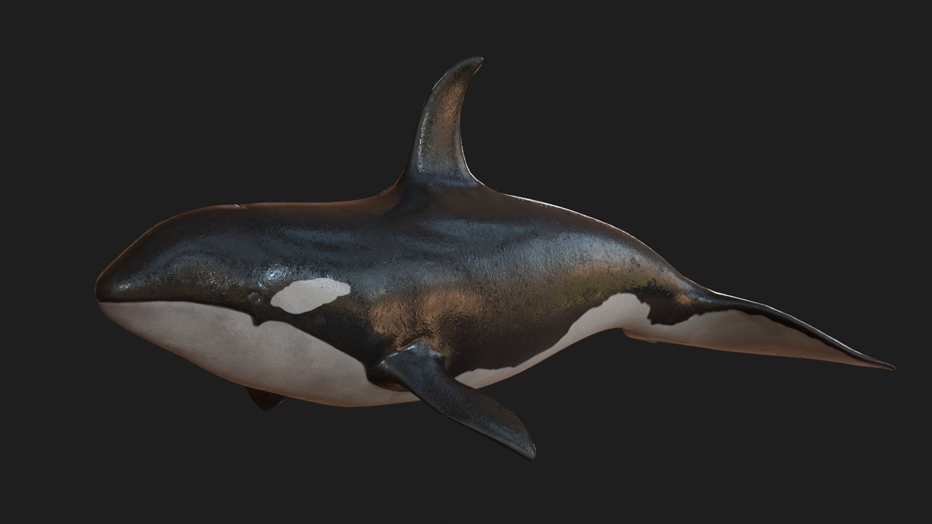 Orca Whale Model - TurboSquid 1714027