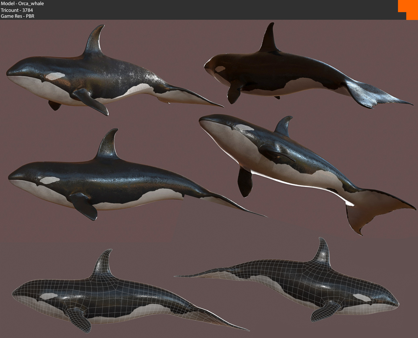 Orca Whale model - TurboSquid 1714027