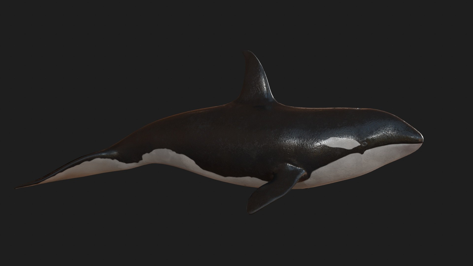 Orca Whale Model - TurboSquid 1714027