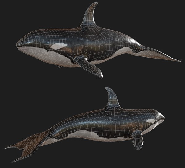 Orca Whale model - TurboSquid 1714027