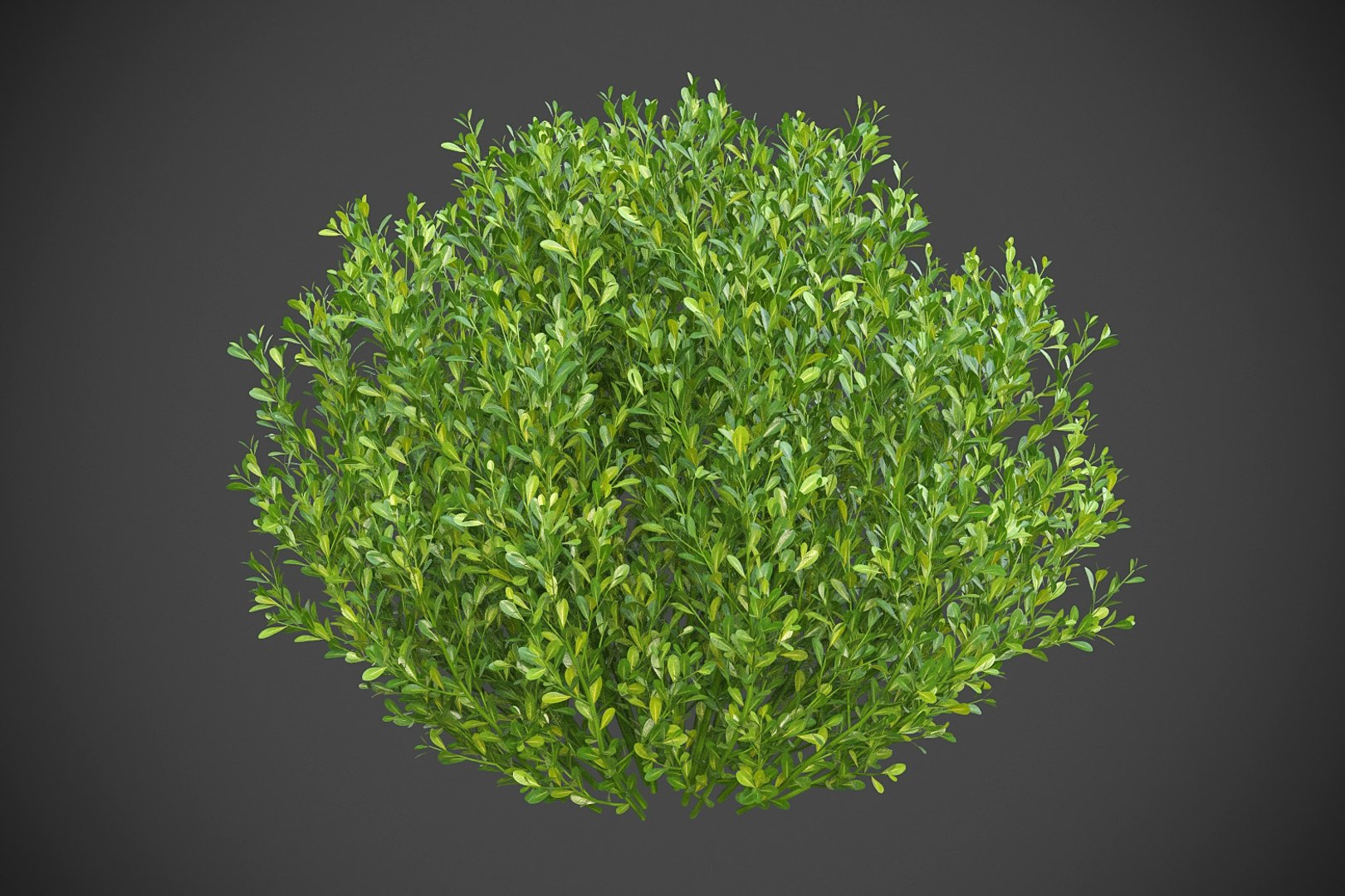 XfrogPlants Gallberry - Ilex Glabra 3D Model - TurboSquid 1734035
