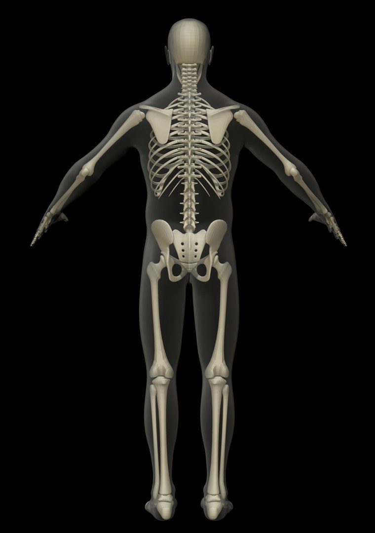3d Anatomical Human Body Sculpt Model