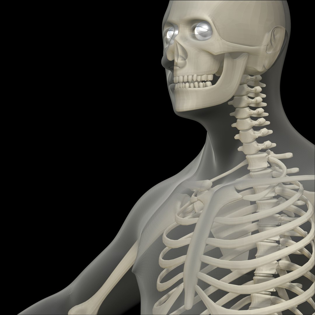 3d Anatomical Human Body Sculpt Model