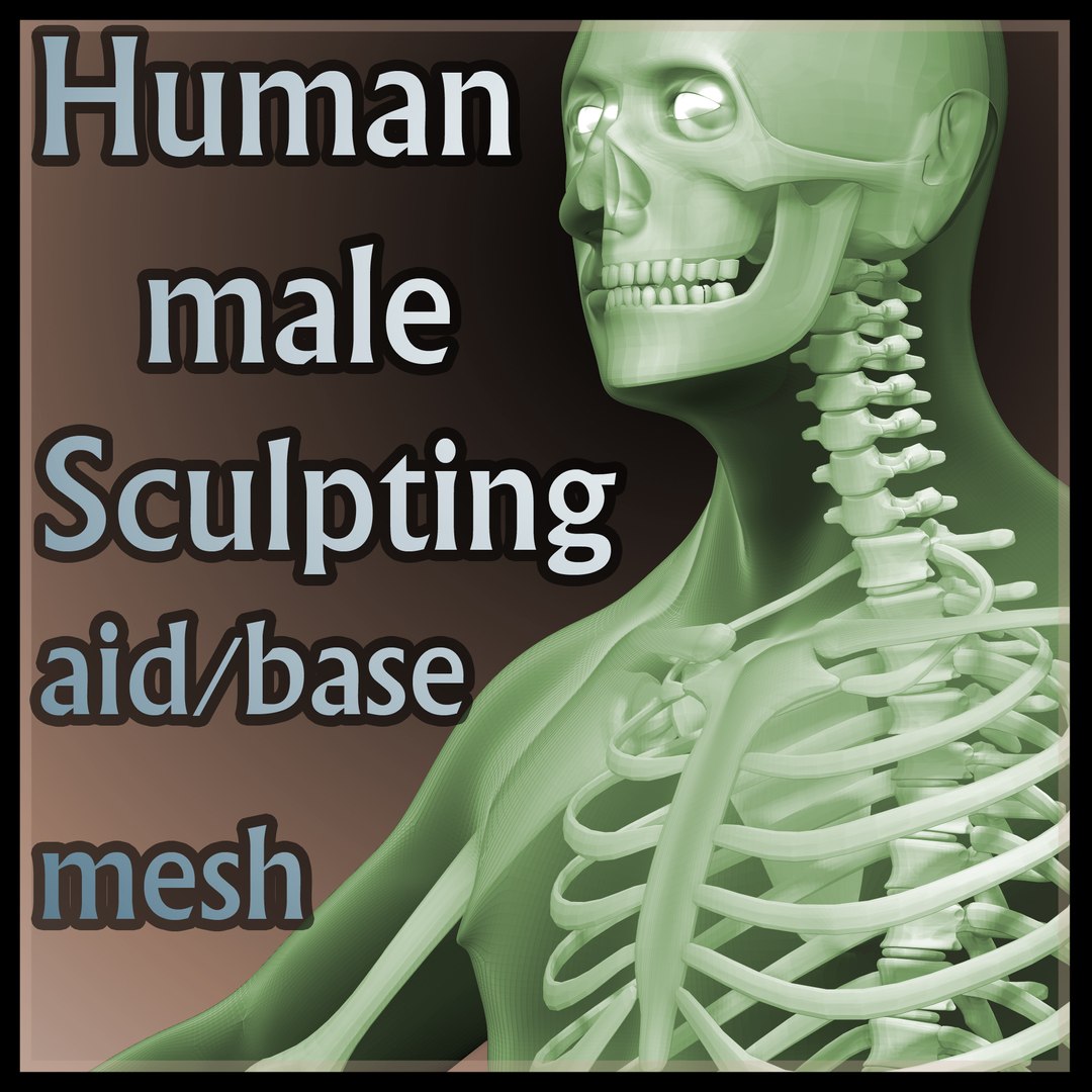 3d Anatomical Human Body Sculpt Model