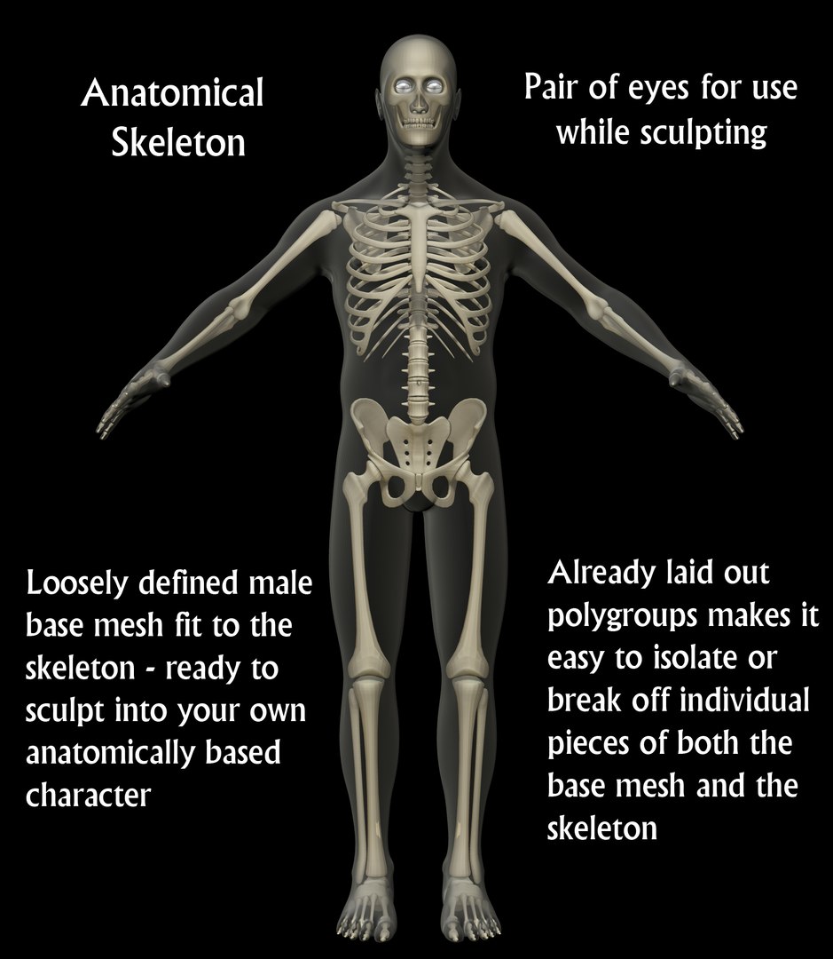 3d Anatomical Human Body Sculpt Model