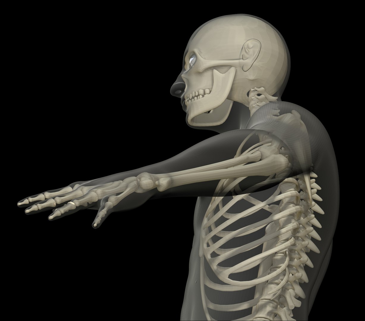 3d Anatomical Human Body Sculpt Model