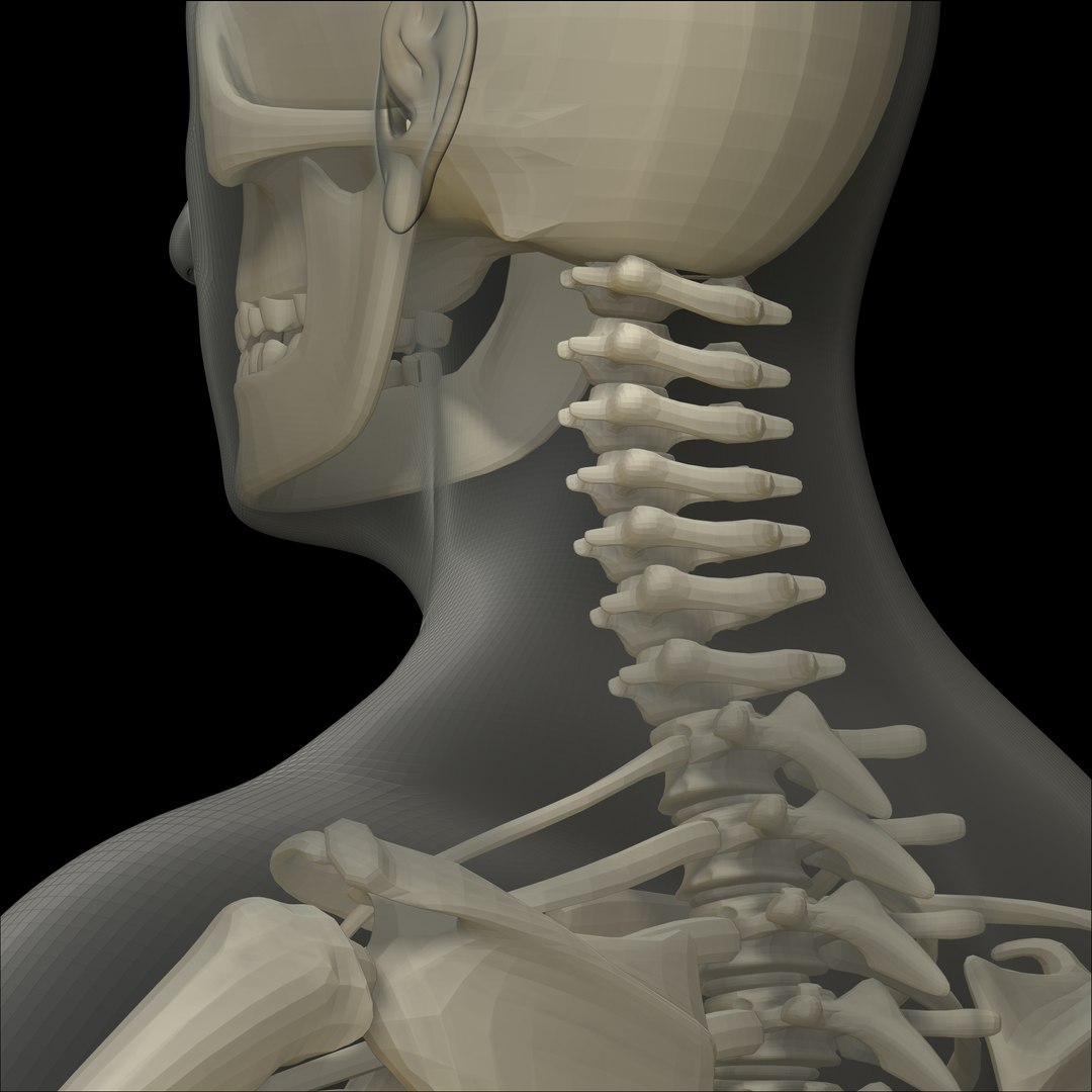 3d Anatomical Human Body Sculpt Model