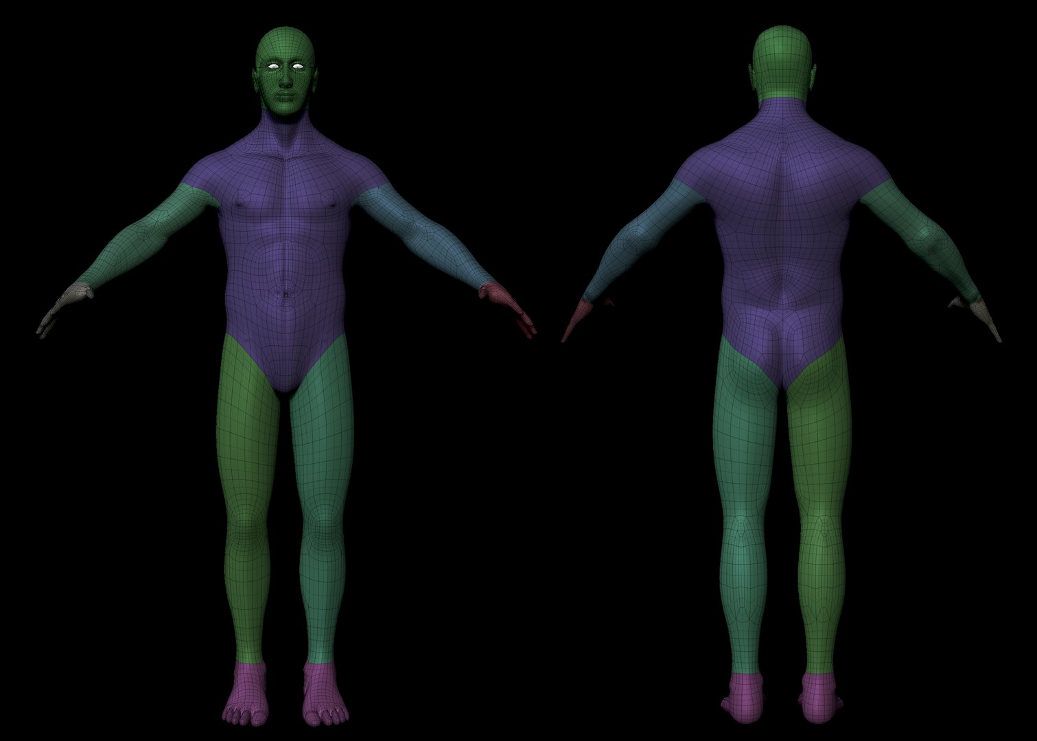 3d Anatomical Human Body Sculpt Model