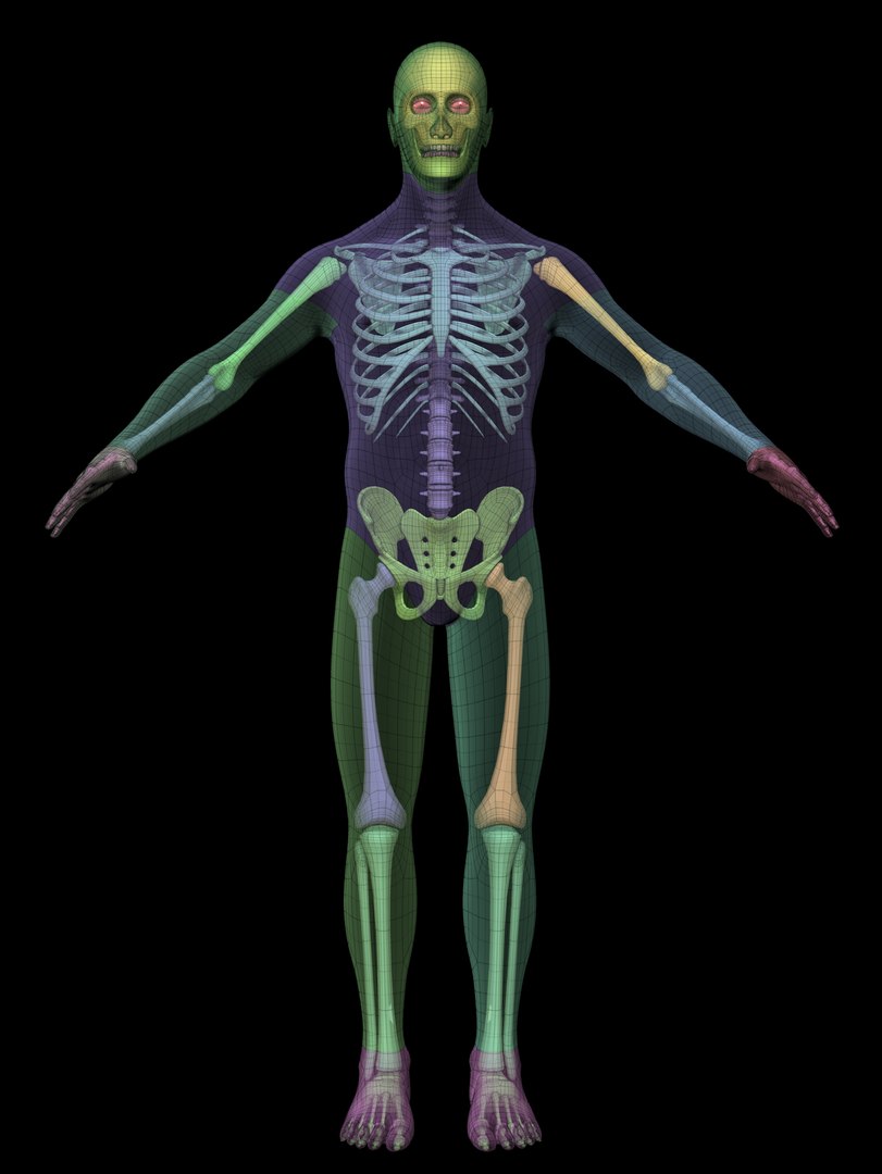 3d Anatomical Human Body Sculpt Model