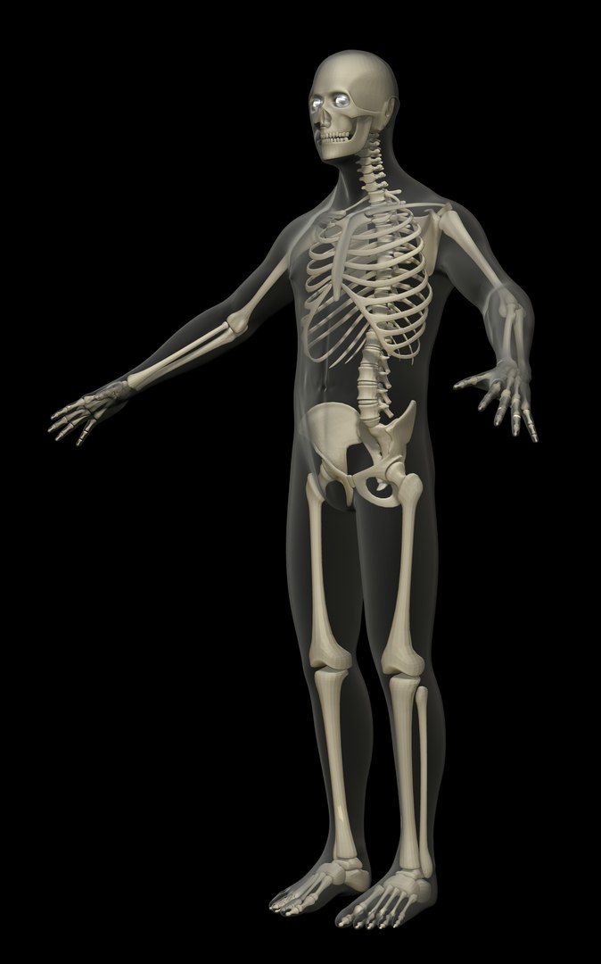 3d Anatomical Human Body Sculpt Model