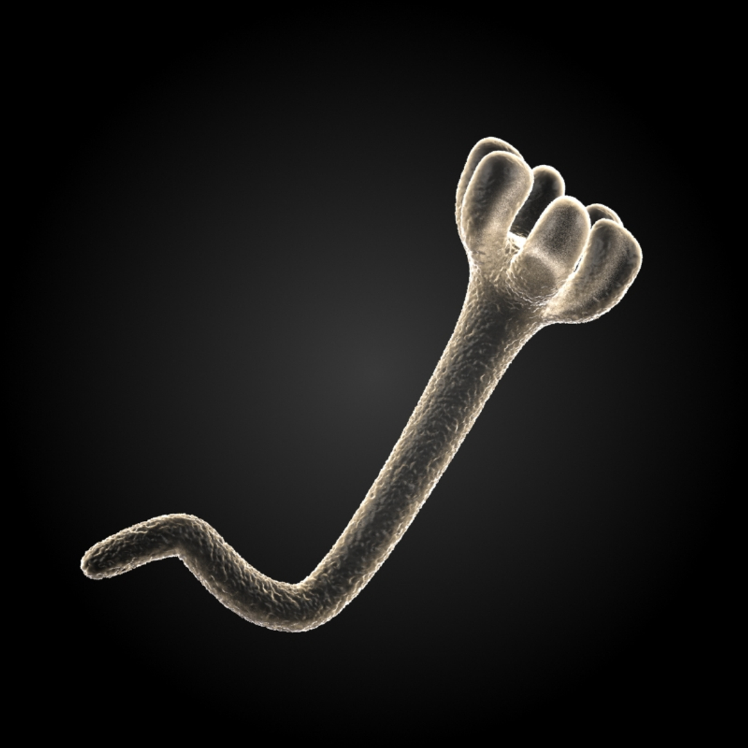 microbes micro organisms 3d model