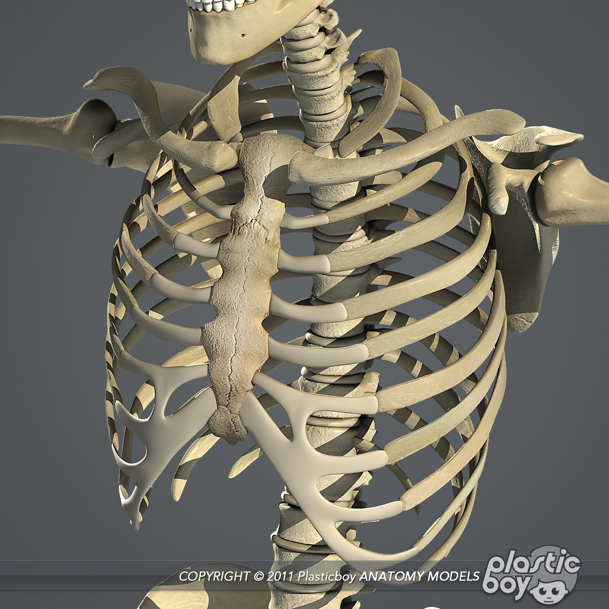 ma human rigged