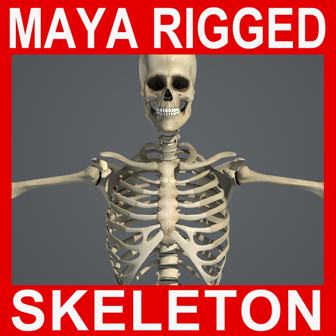ma human rigged