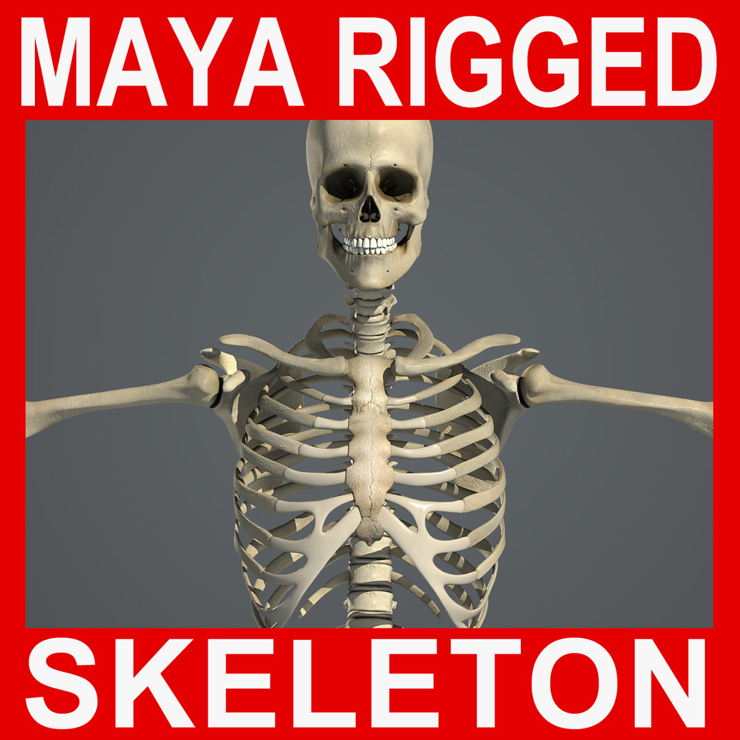 ma human rigged