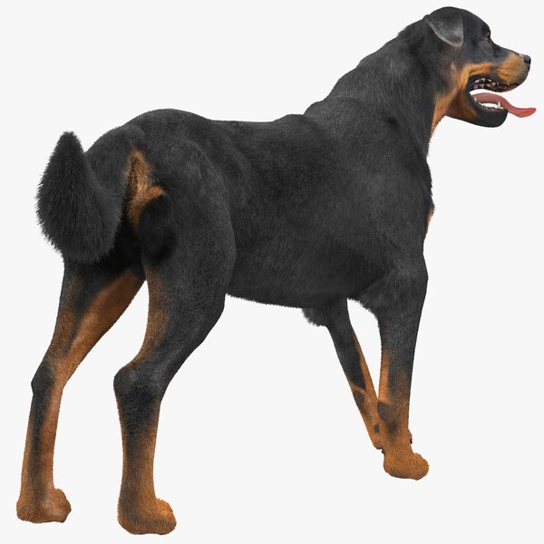 max rottweiler pose fur