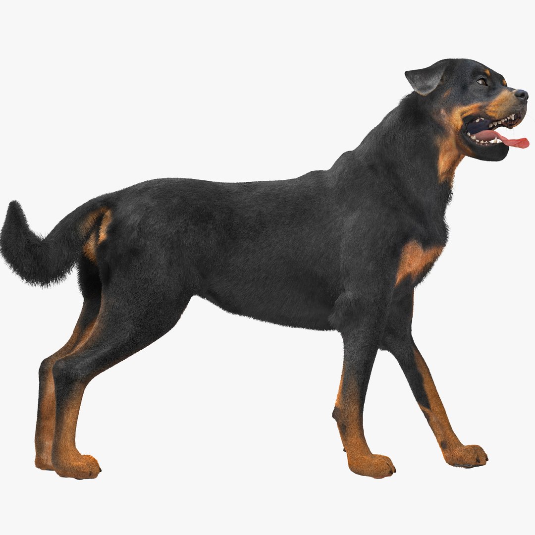 Max Rottweiler Pose Fur