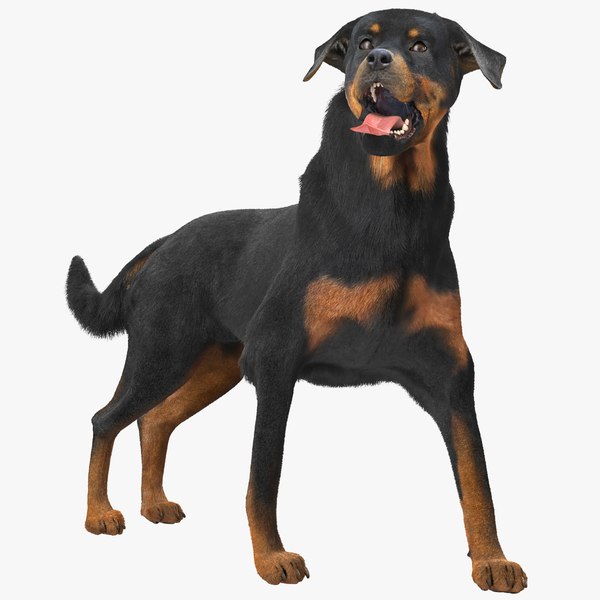 max rottweiler pose fur
