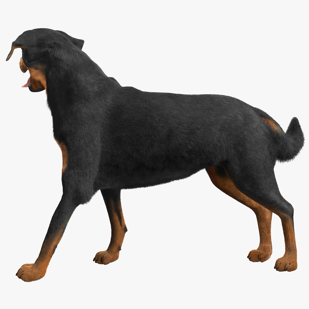 max rottweiler pose fur