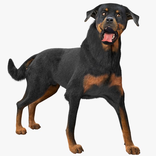 Rottweiler 3D Models for Download | TurboSquid