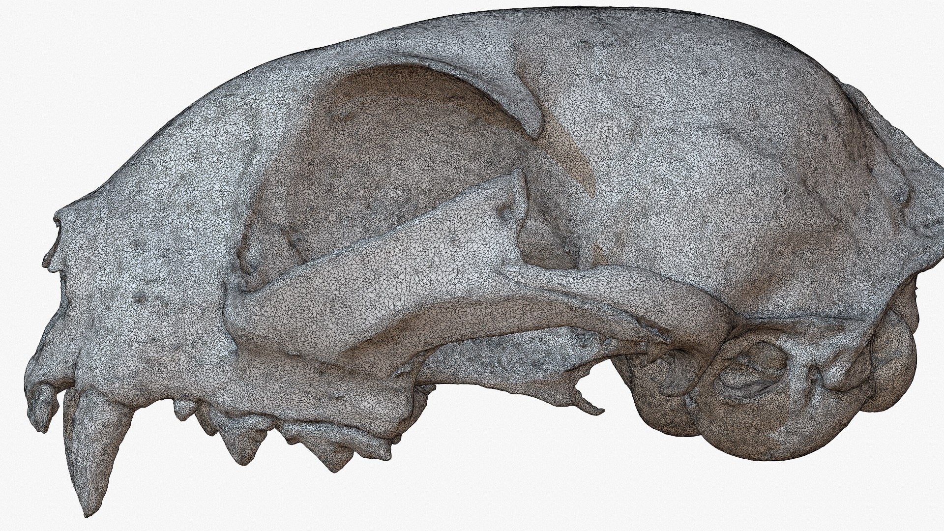 Cat Skull 1m Raw 3D - TurboSquid 1196299