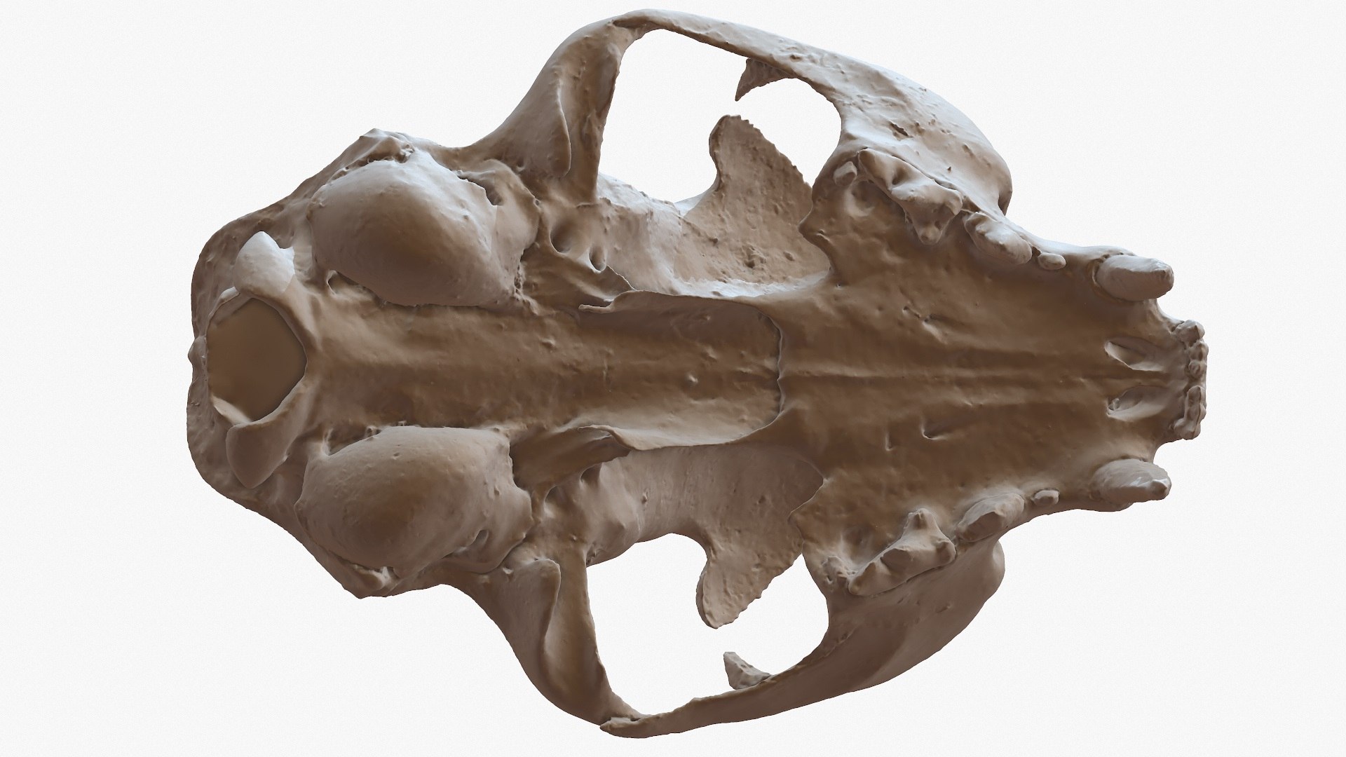 Cat Skull 1m Raw 3D - TurboSquid 1196299
