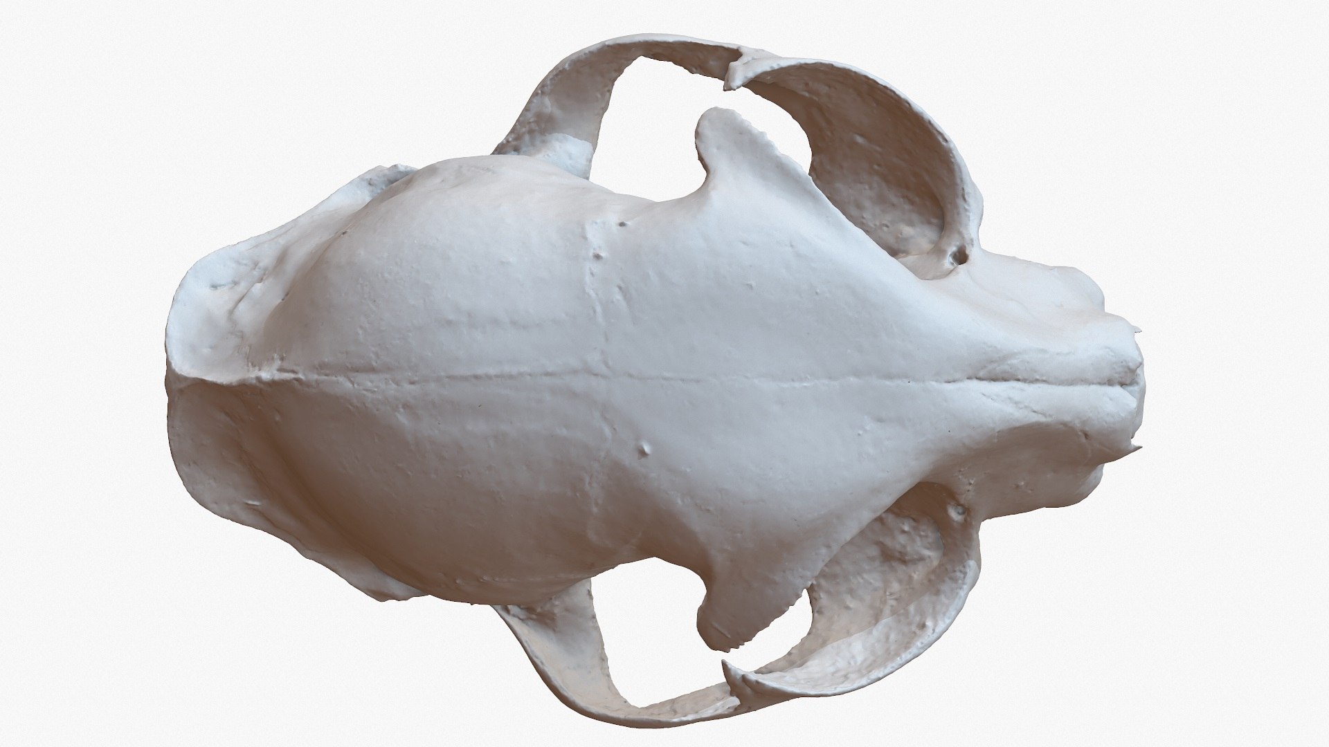 Cat Skull 1m Raw 3D - TurboSquid 1196299