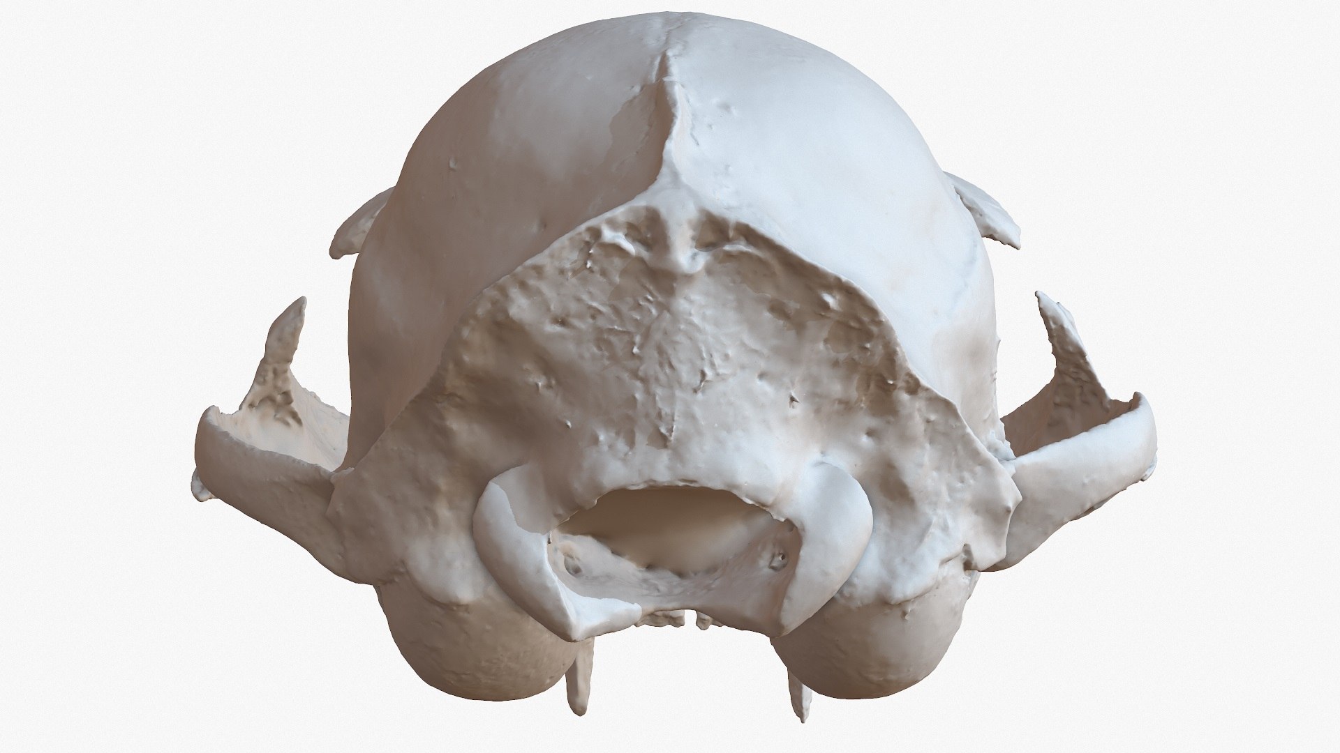 Cat Skull 1m Raw 3D - TurboSquid 1196299