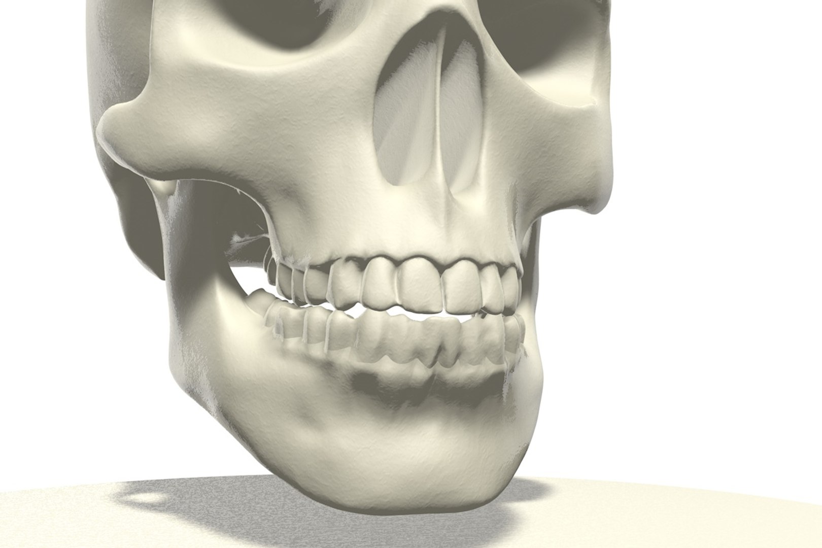 Skull Head 3D Model - TurboSquid 1462455
