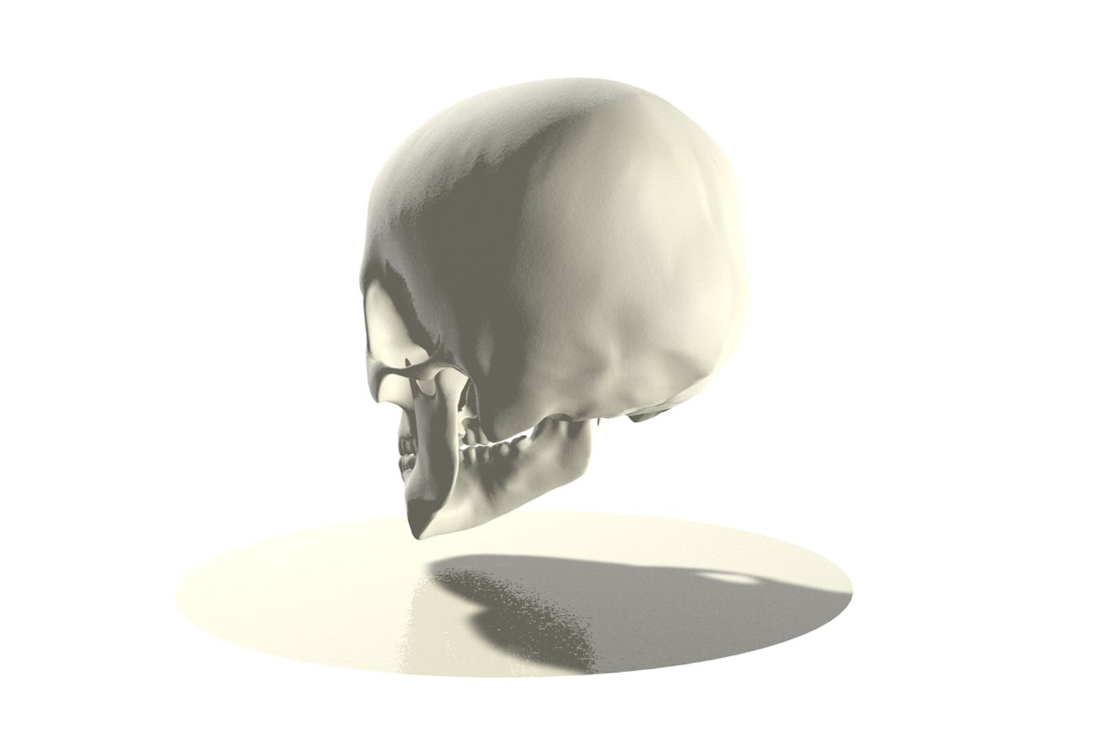 Skull Head 3D Model - TurboSquid 1462455