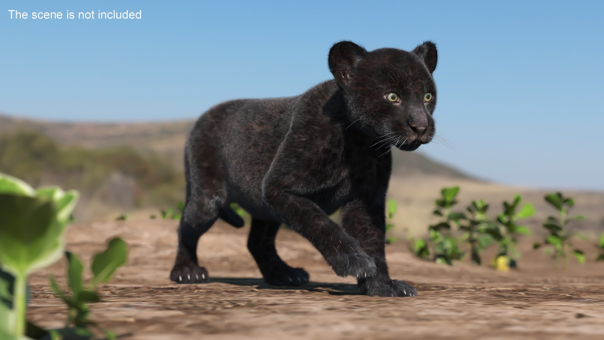 Panther Cub Wary Pose Fur Model - TurboSquid 2335364