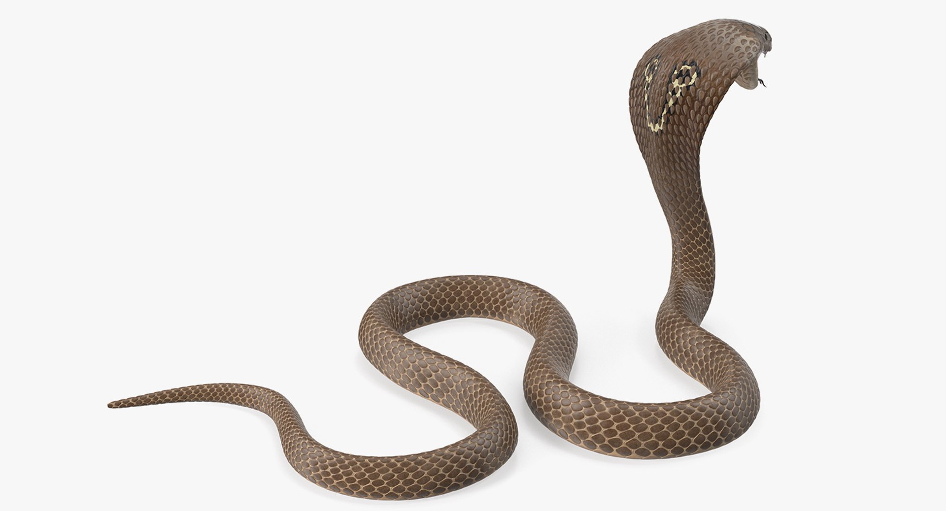 3D snakes 4 - TurboSquid 1427626