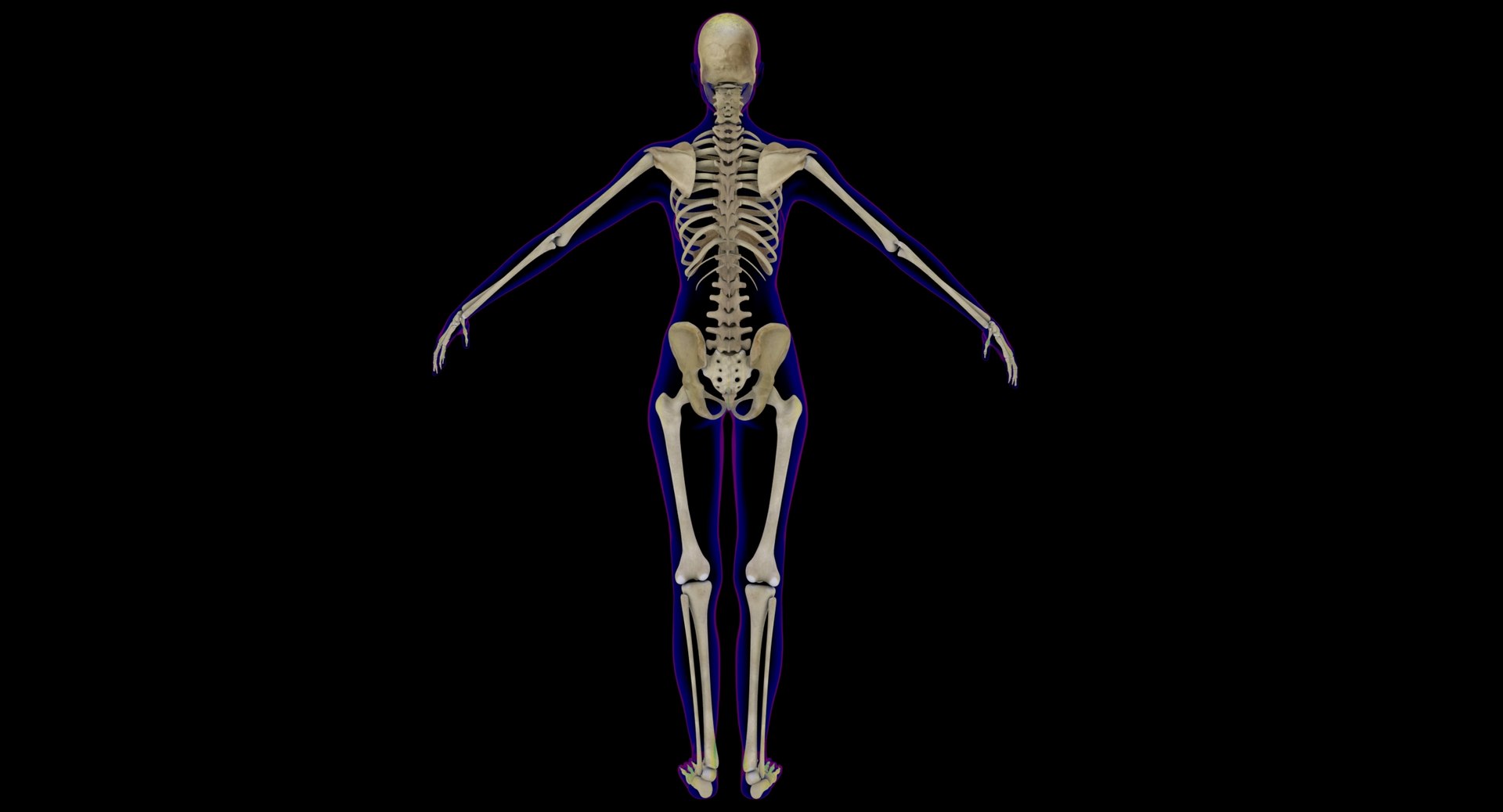 ma skeleton rigged combo