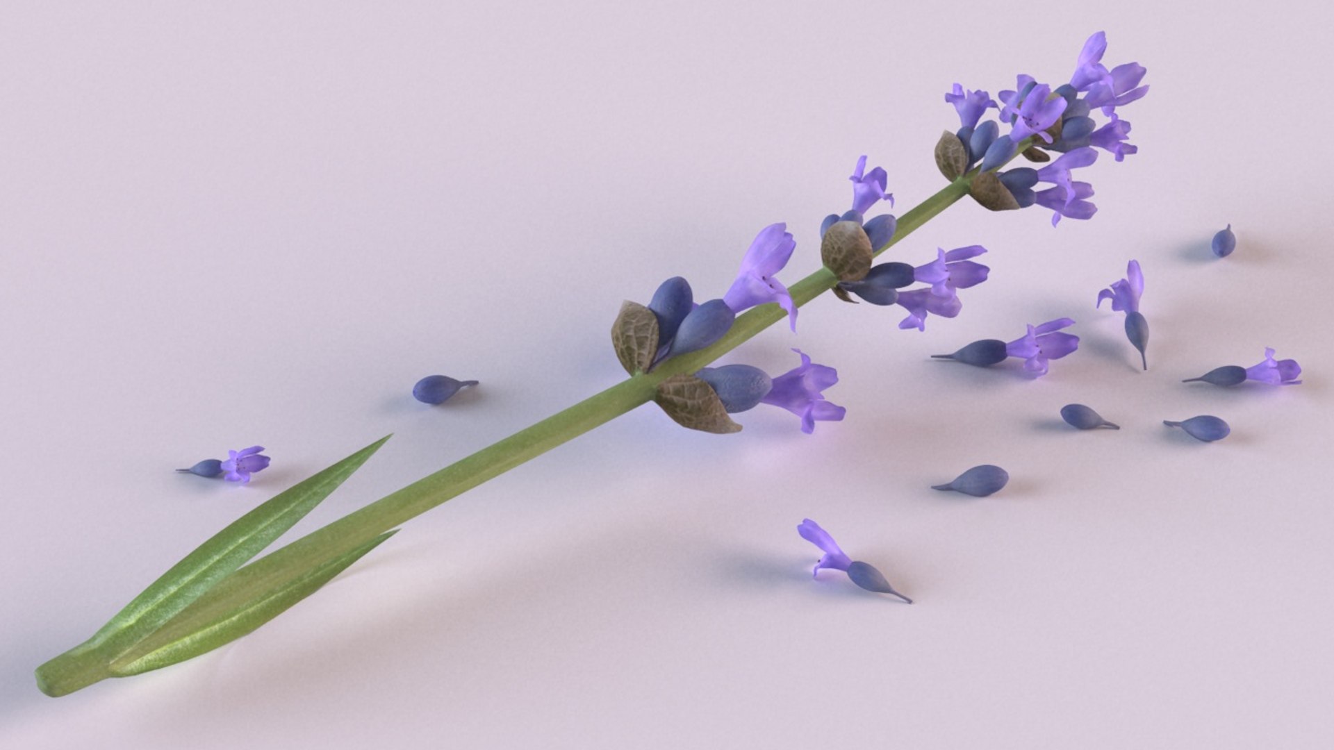 3D Lavender Flowers Spices - TurboSquid 1644263