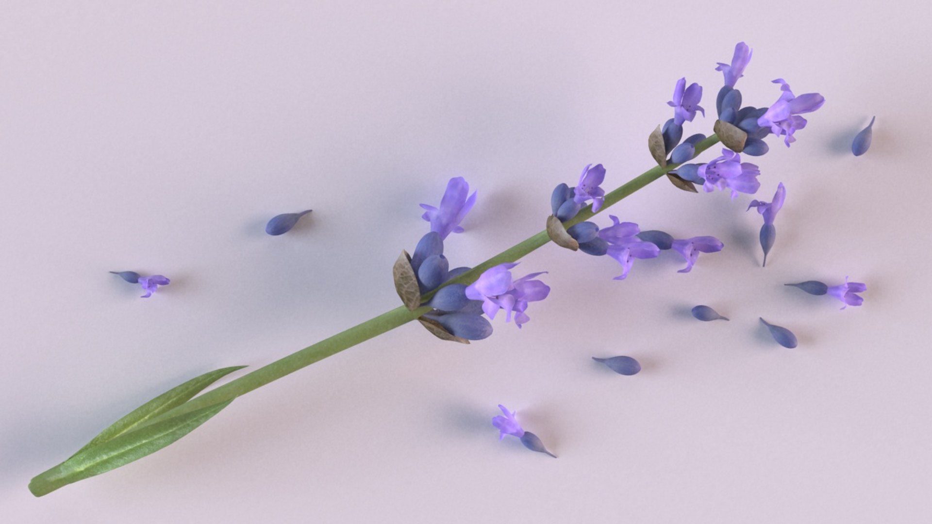 3D Lavender Flowers Spices - TurboSquid 1644263