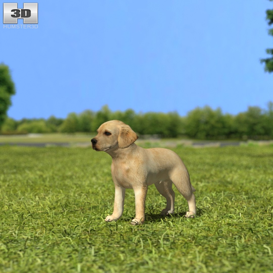 3D labrador retriever puppy - TurboSquid 1247552