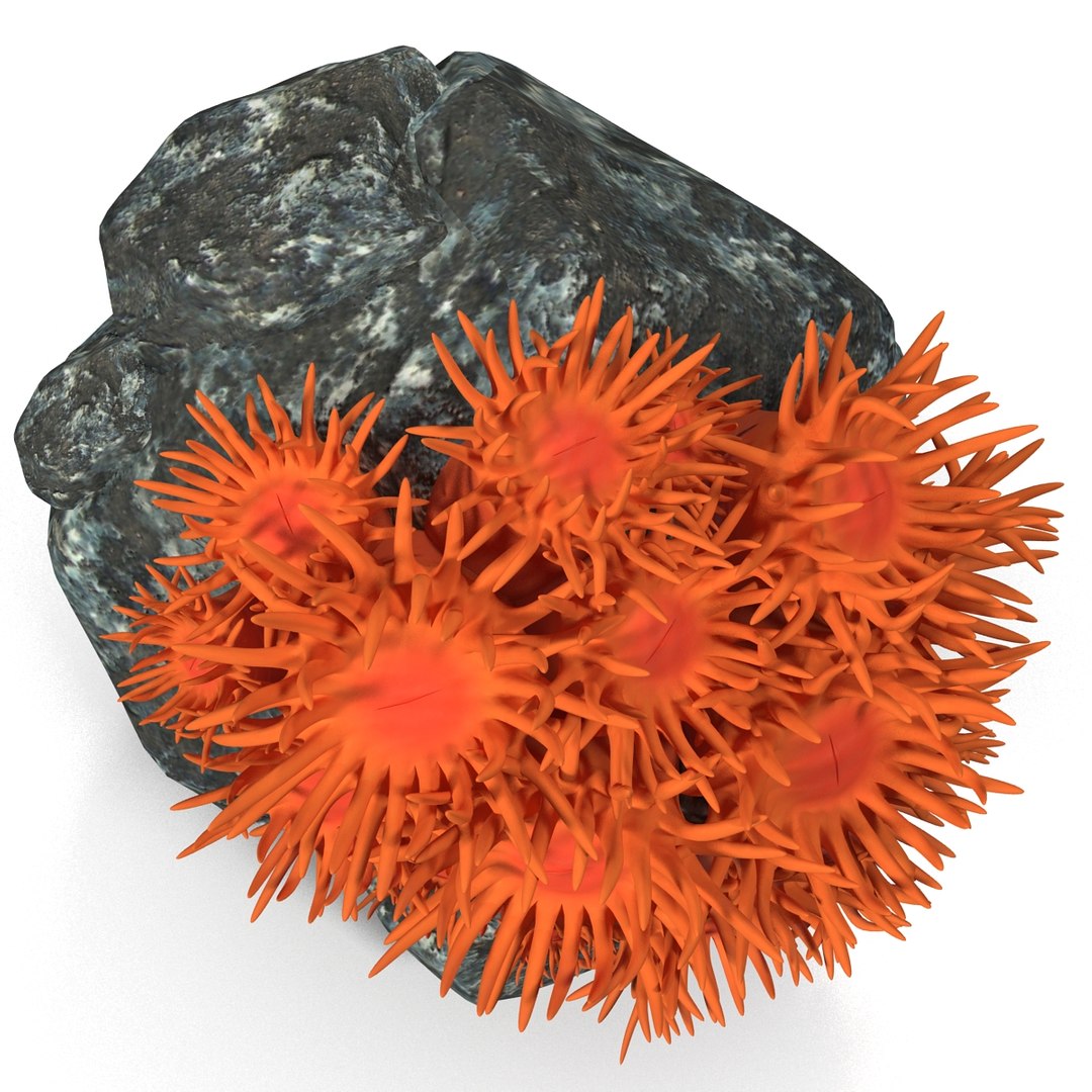 3ds Sun Coral