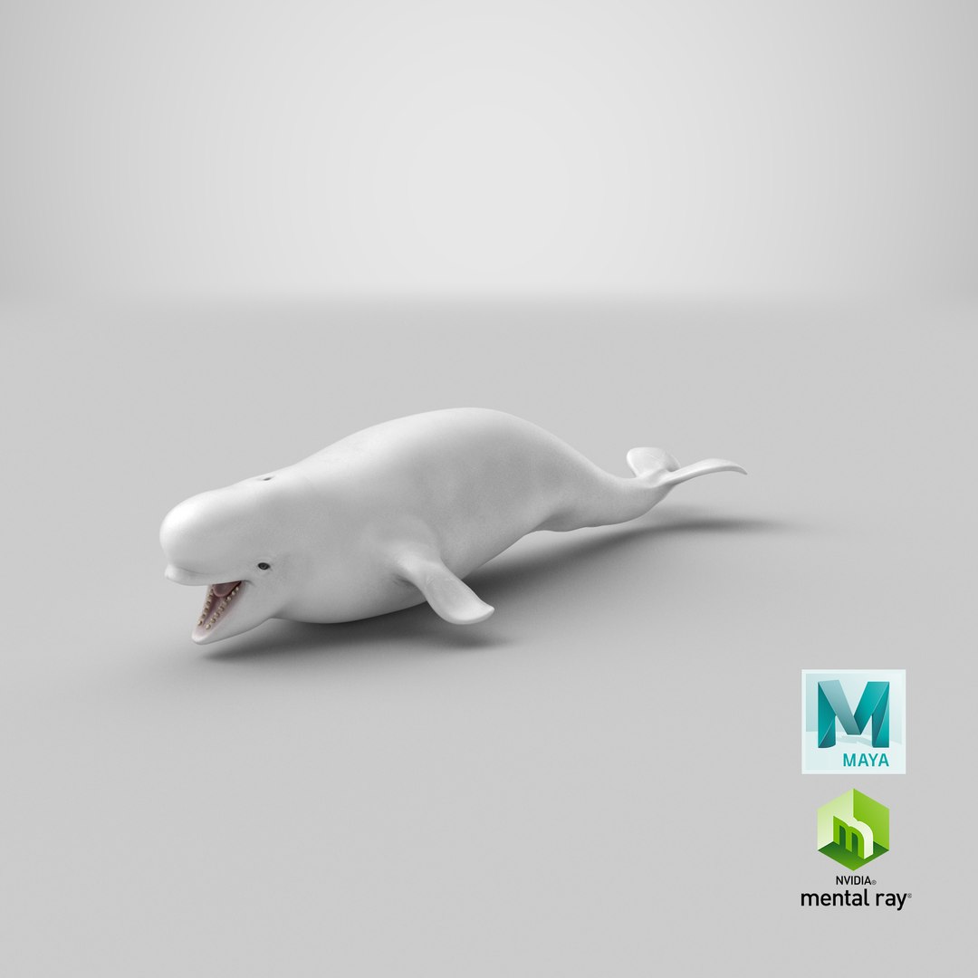 3D Beluga Whale Young - TurboSquid 2027964