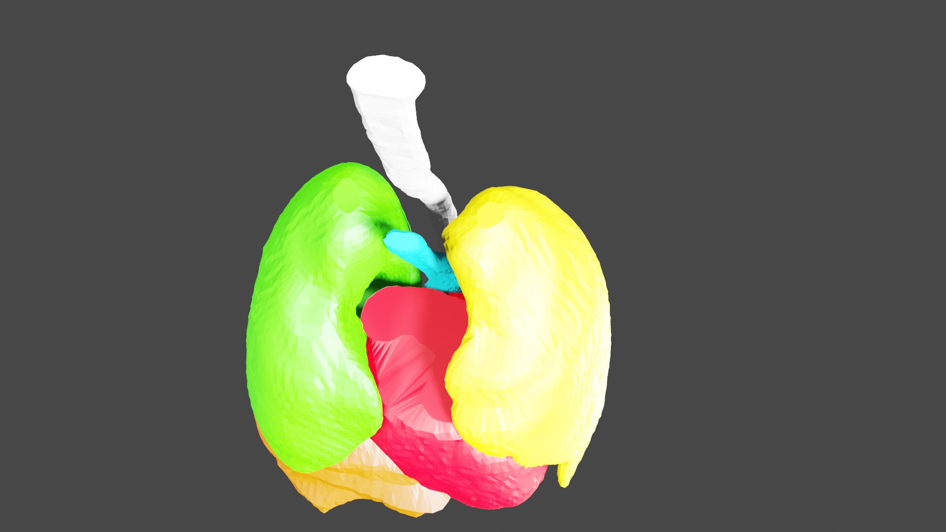 3D Model Medically Accurate Organs Including Lungs - Heart - Liver ...