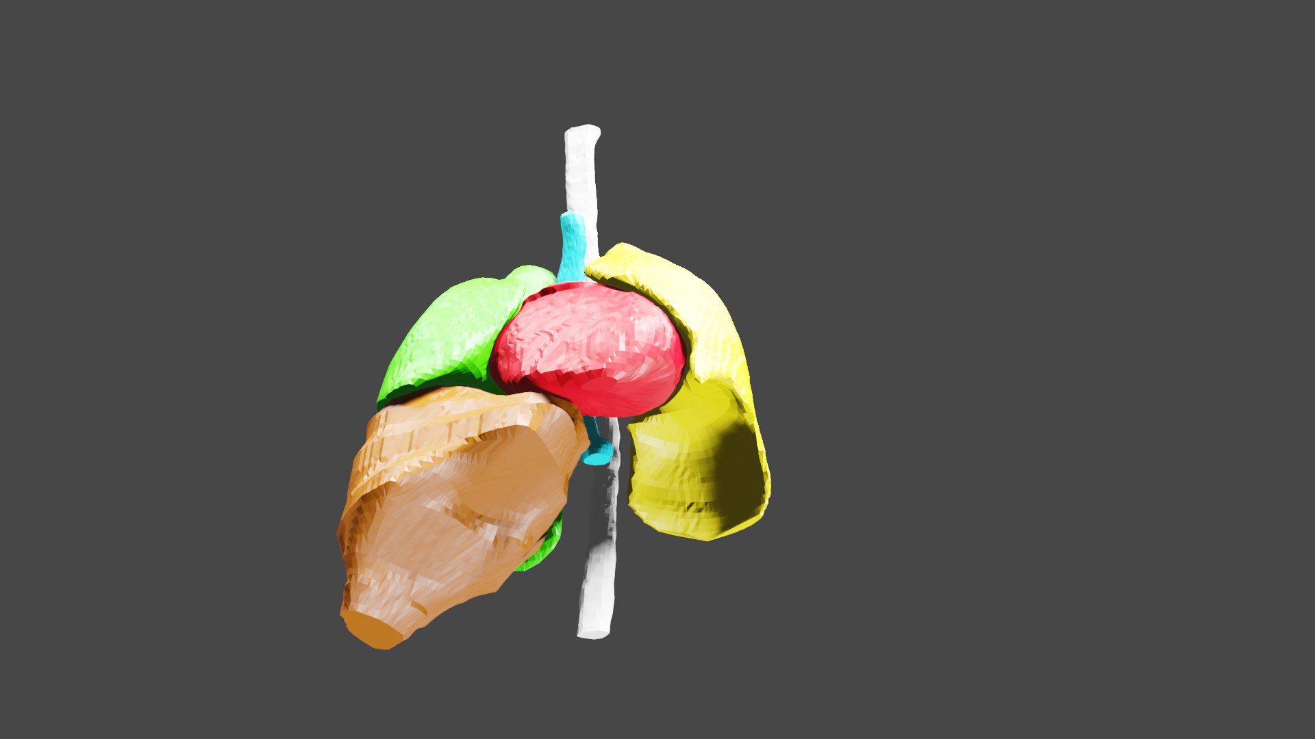 3D Model Medically Accurate Organs Including Lungs - Heart - Liver ...