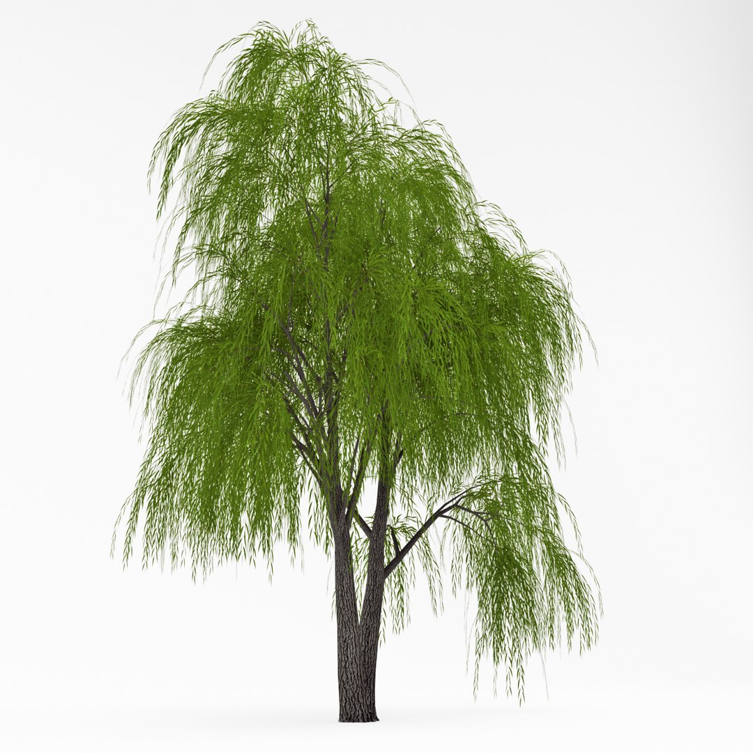 3d Deciduous 039