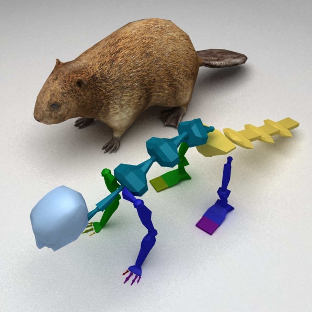 3d Model Rigged Beaver