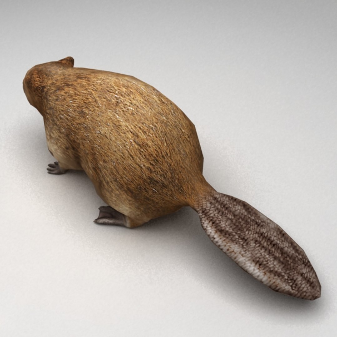 3d Model Rigged Beaver