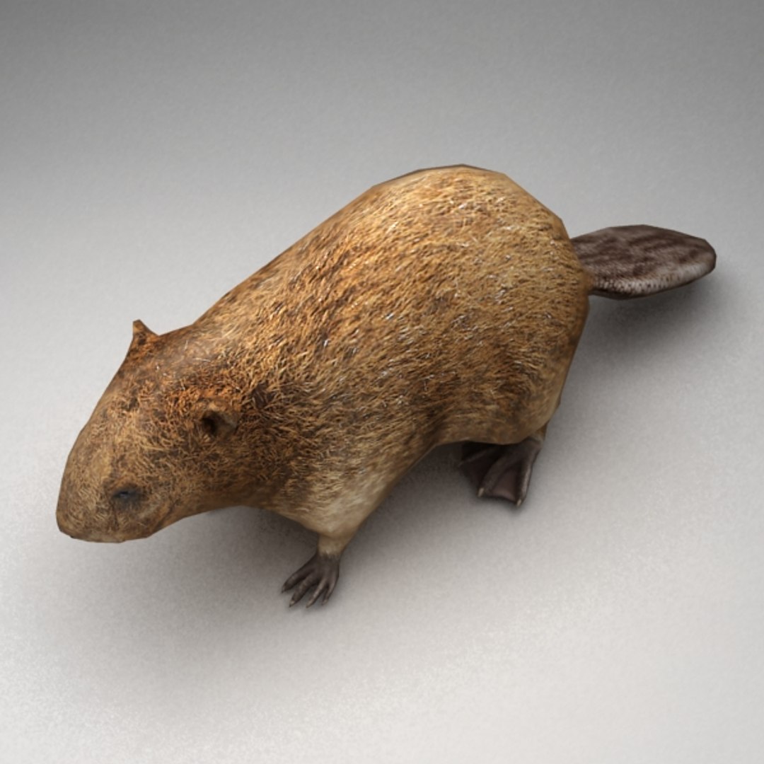 3d Model Rigged Beaver