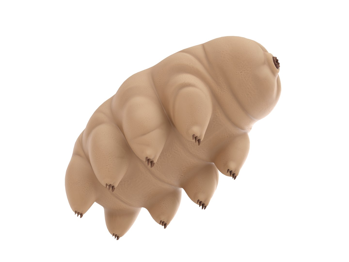 Tardigrade Character Cartoon 3D Model - TurboSquid 1497639