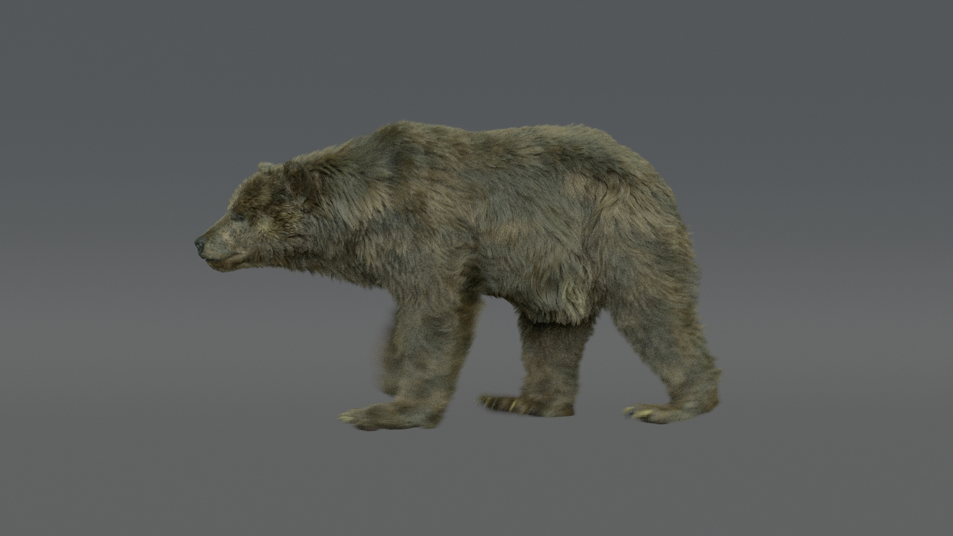 3D Grizzly Bear Animated Houdini - TurboSquid 2143792