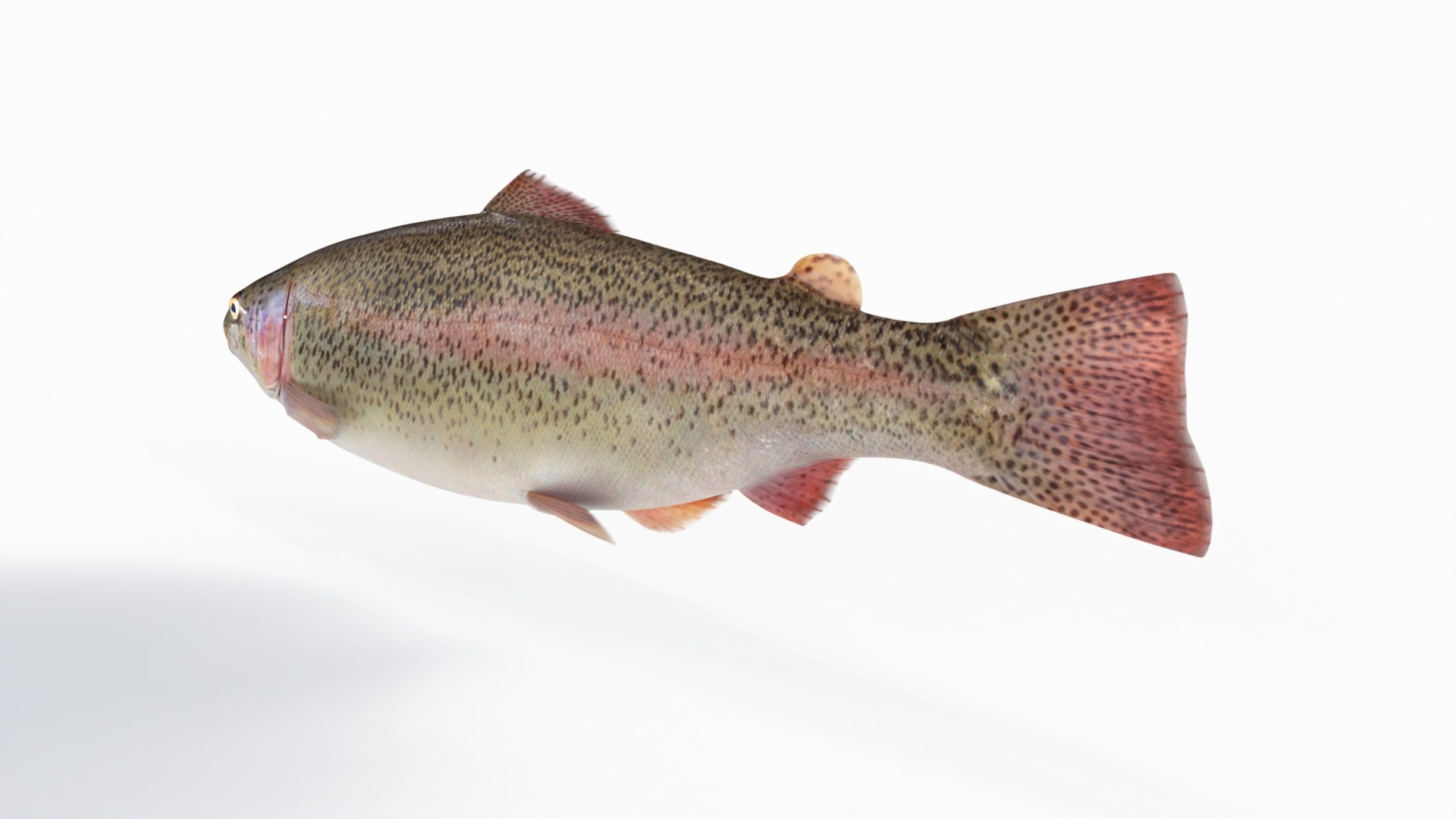Trout Animated 3D Model - TurboSquid 2355475
