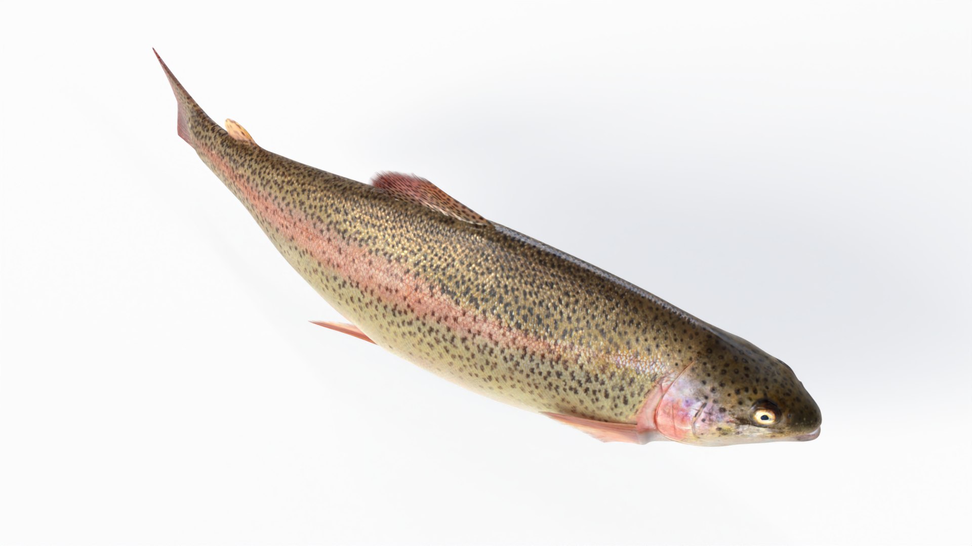 Trout Animated 3D Model - TurboSquid 2355475
