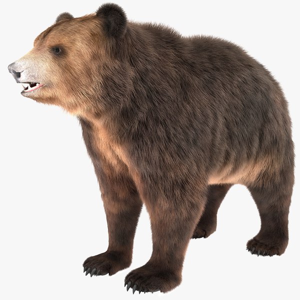 bear animal wildlife max