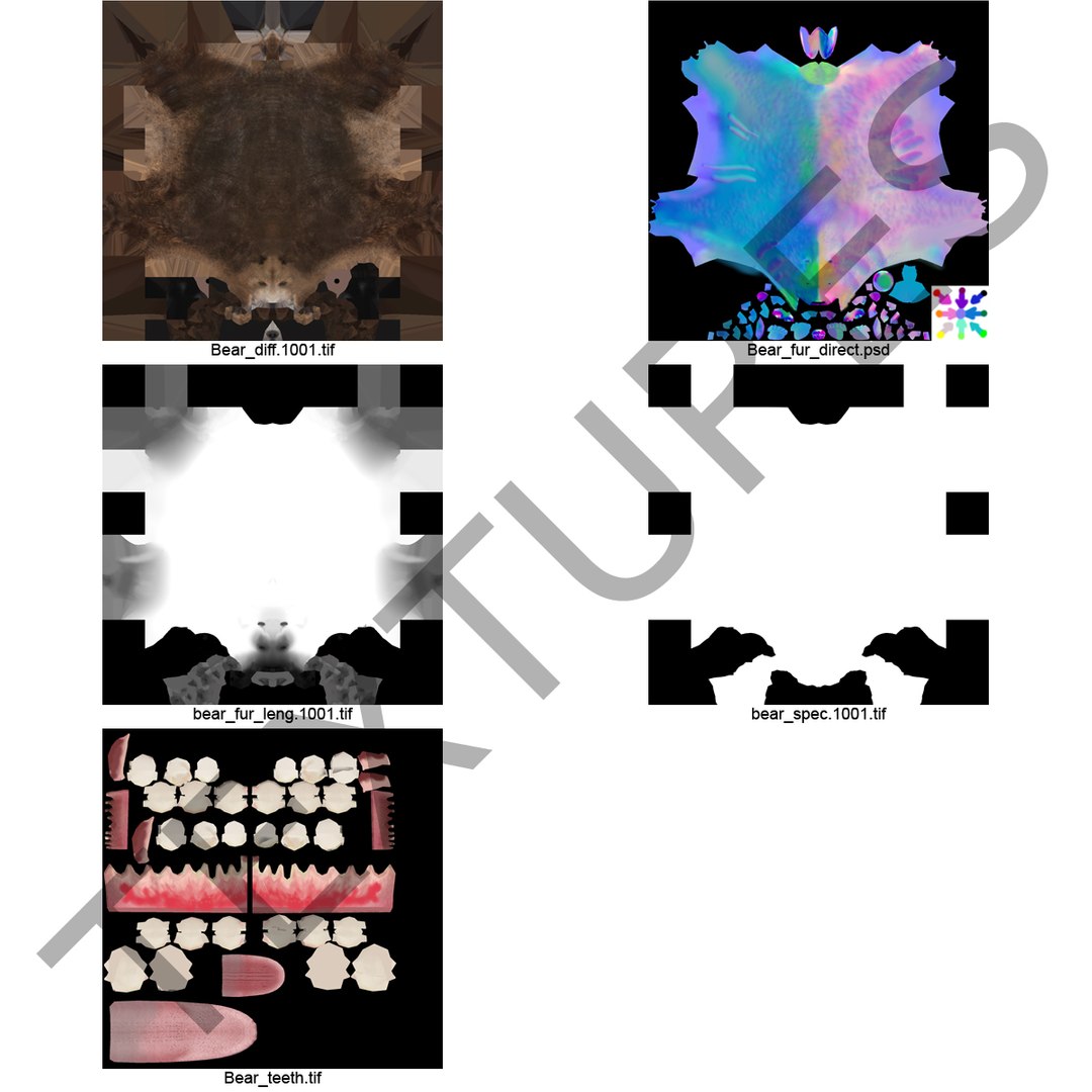 Bear Animal Wildlife Max