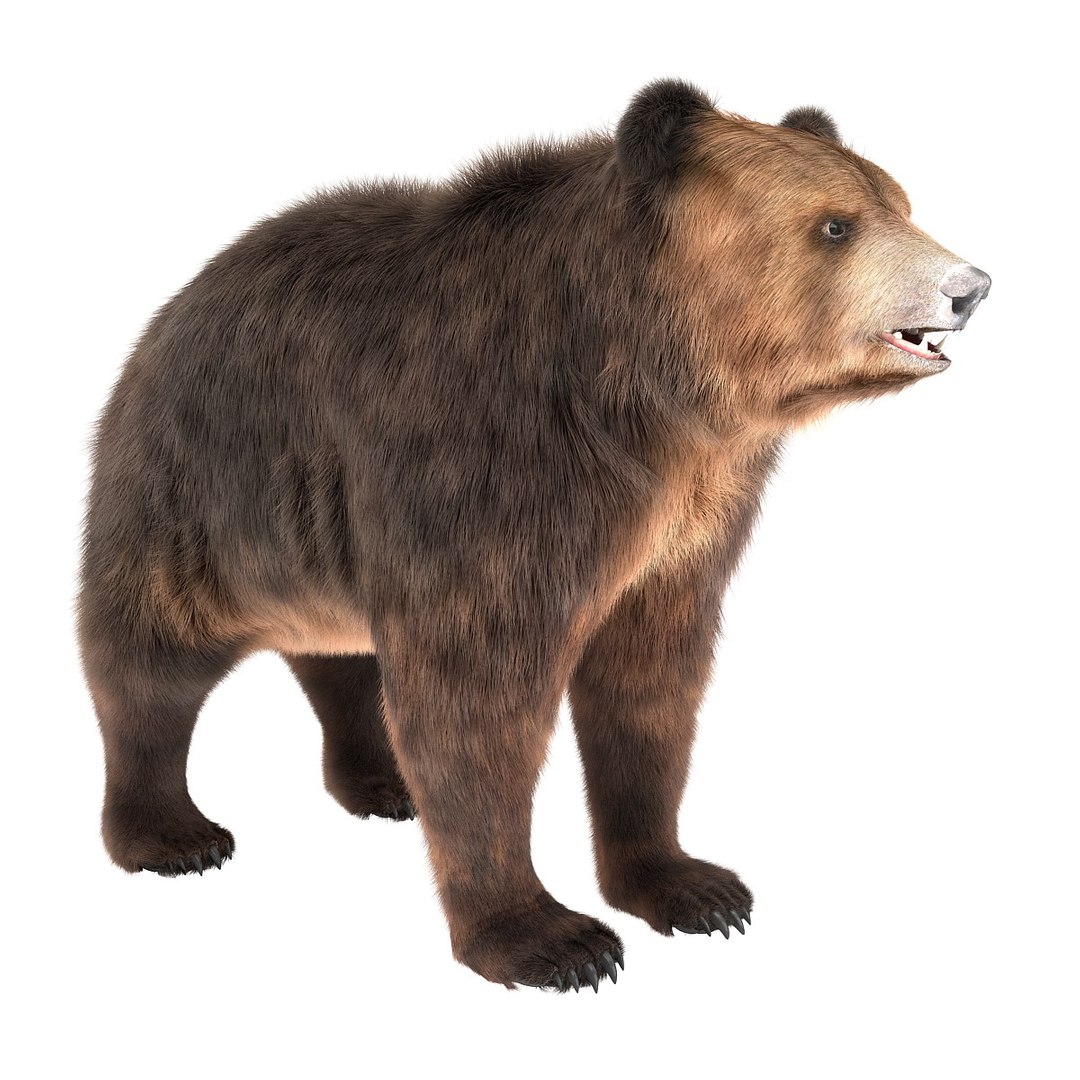 Bear Animal Wildlife Max